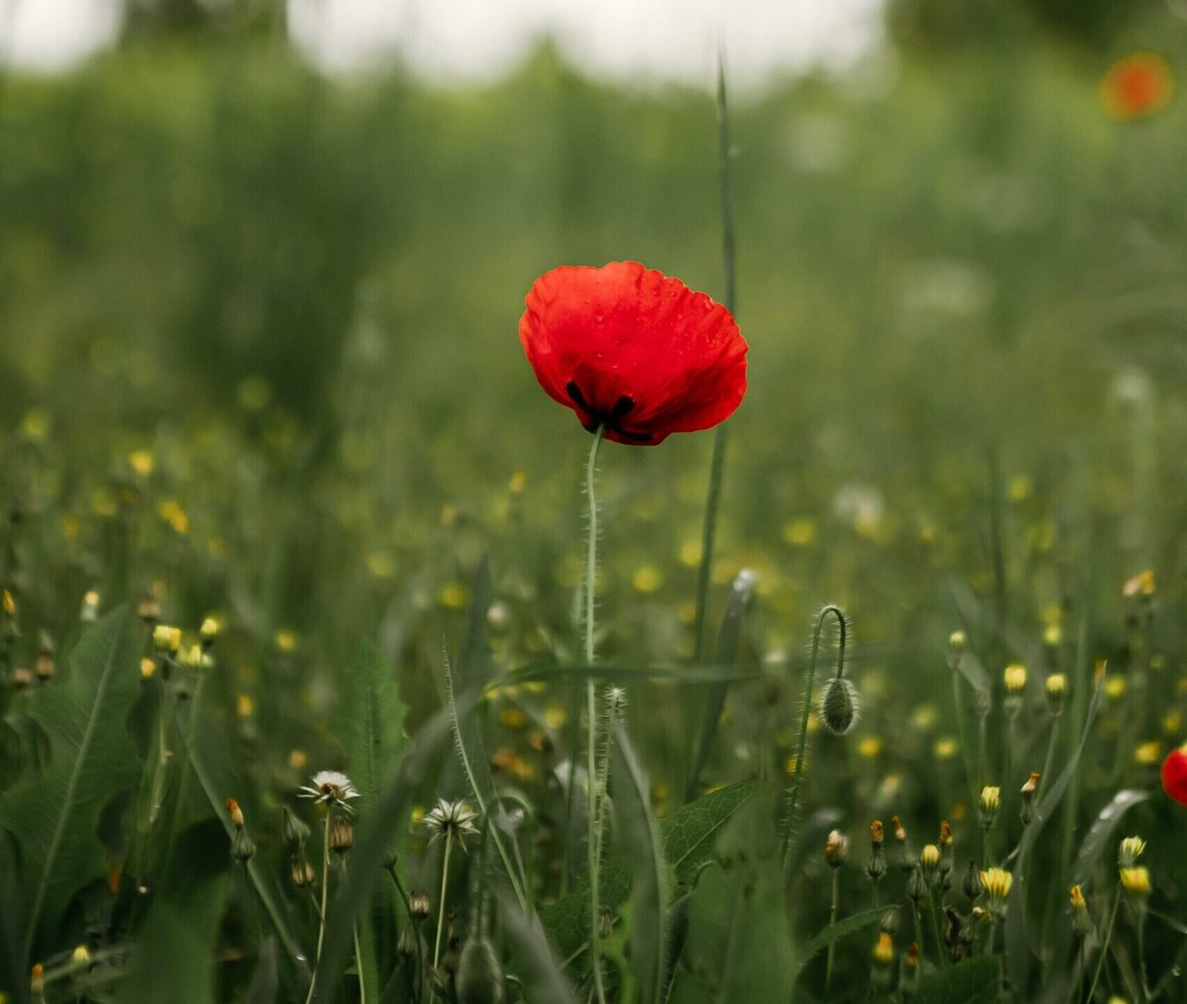 Hypnoterapi - Human Recovery